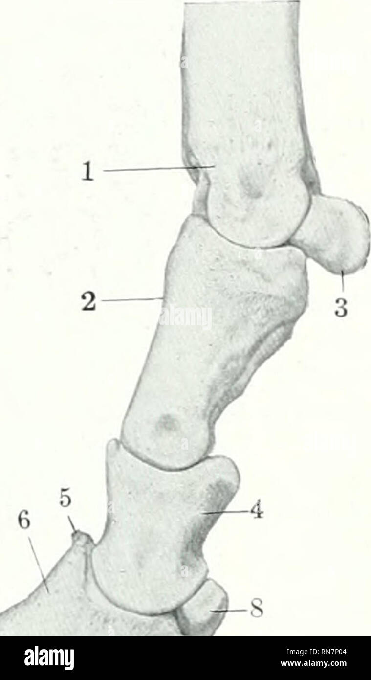 . The anatomy of the domestic animals. Veterinary anatomy. 150 SKELETON ...