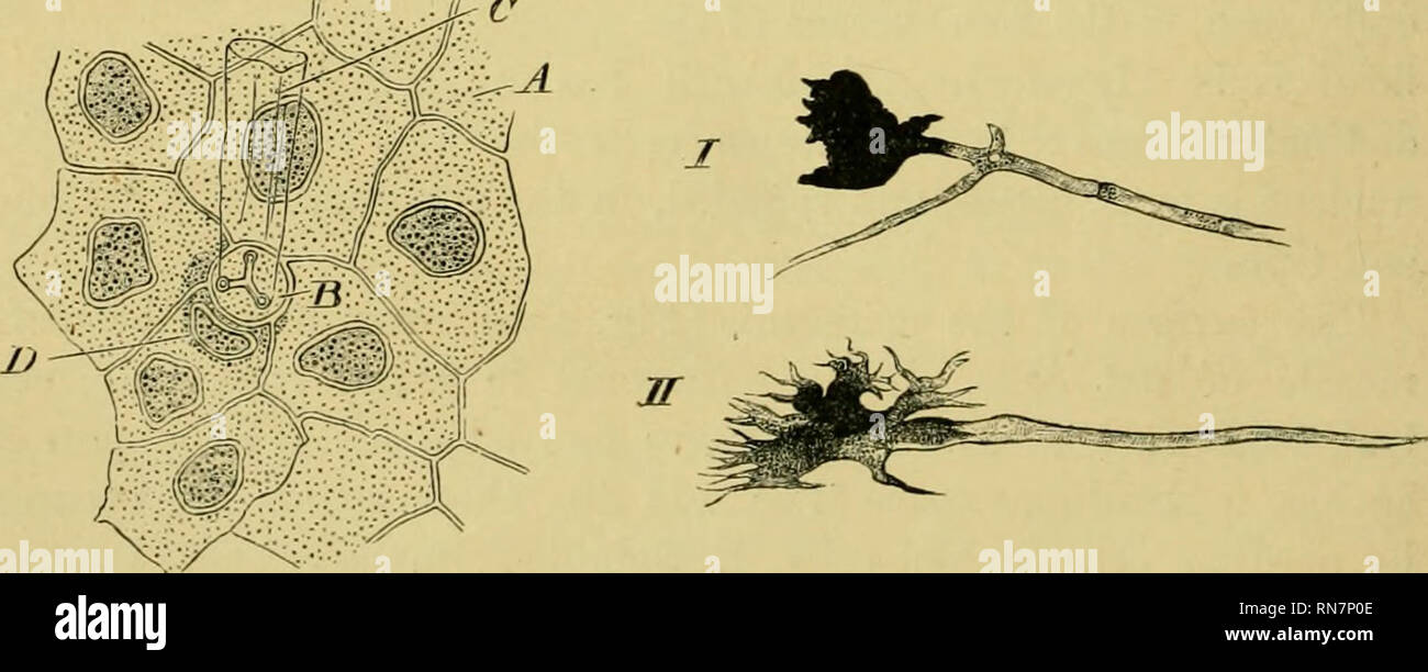 . The anatomy of the frog. Frogs -- Anatomy; Amphibians -- Anatomy ...