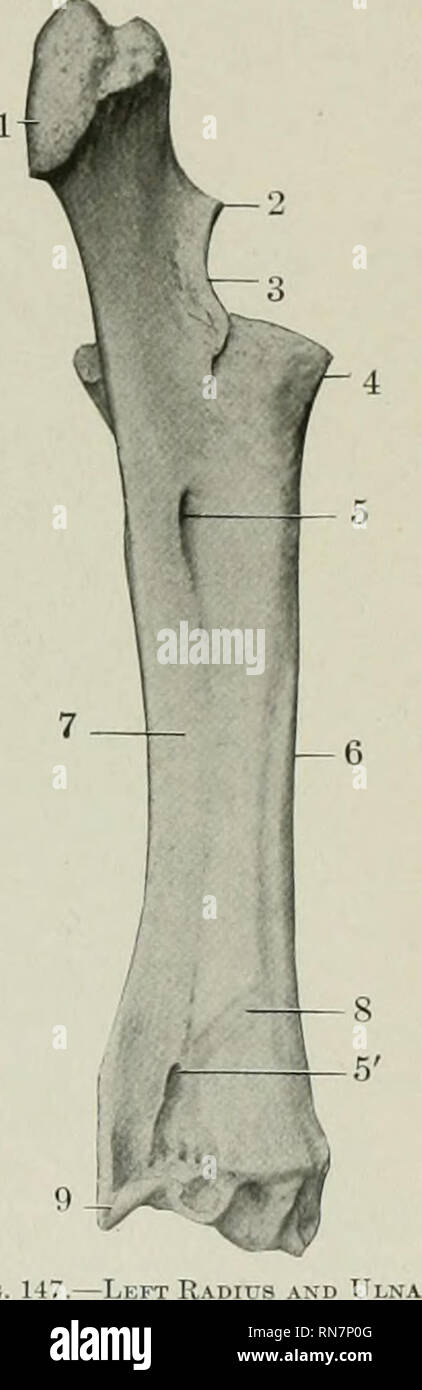 . The anatomy of the domestic animals. Veterinary anatomy. Fio. 146 ...