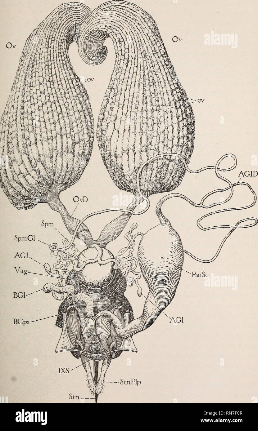 . The anatomy of the honey bee. Insects; Bees; Bees Anatomy; Honeybee ...
