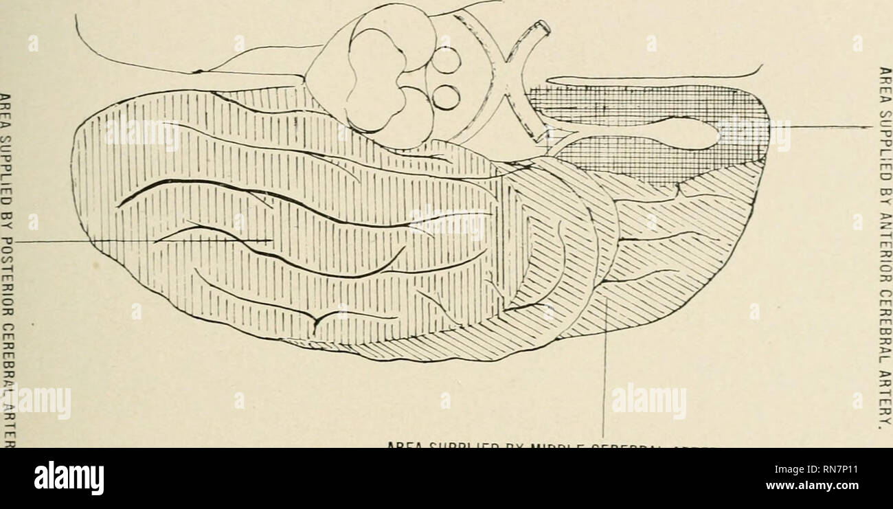 . Anatomy in a nutshell : a treatise on human anatomy in its relation ...