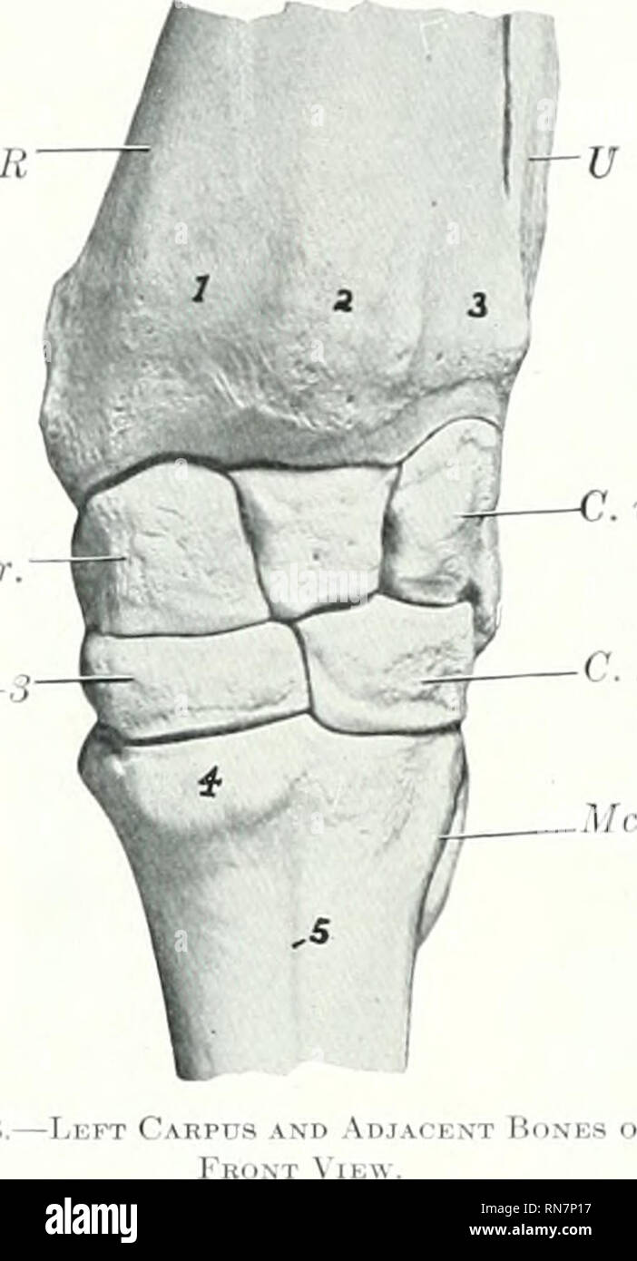 . The anatomy of the domestic animals. Veterinary anatomy. 148 SKELETON ...