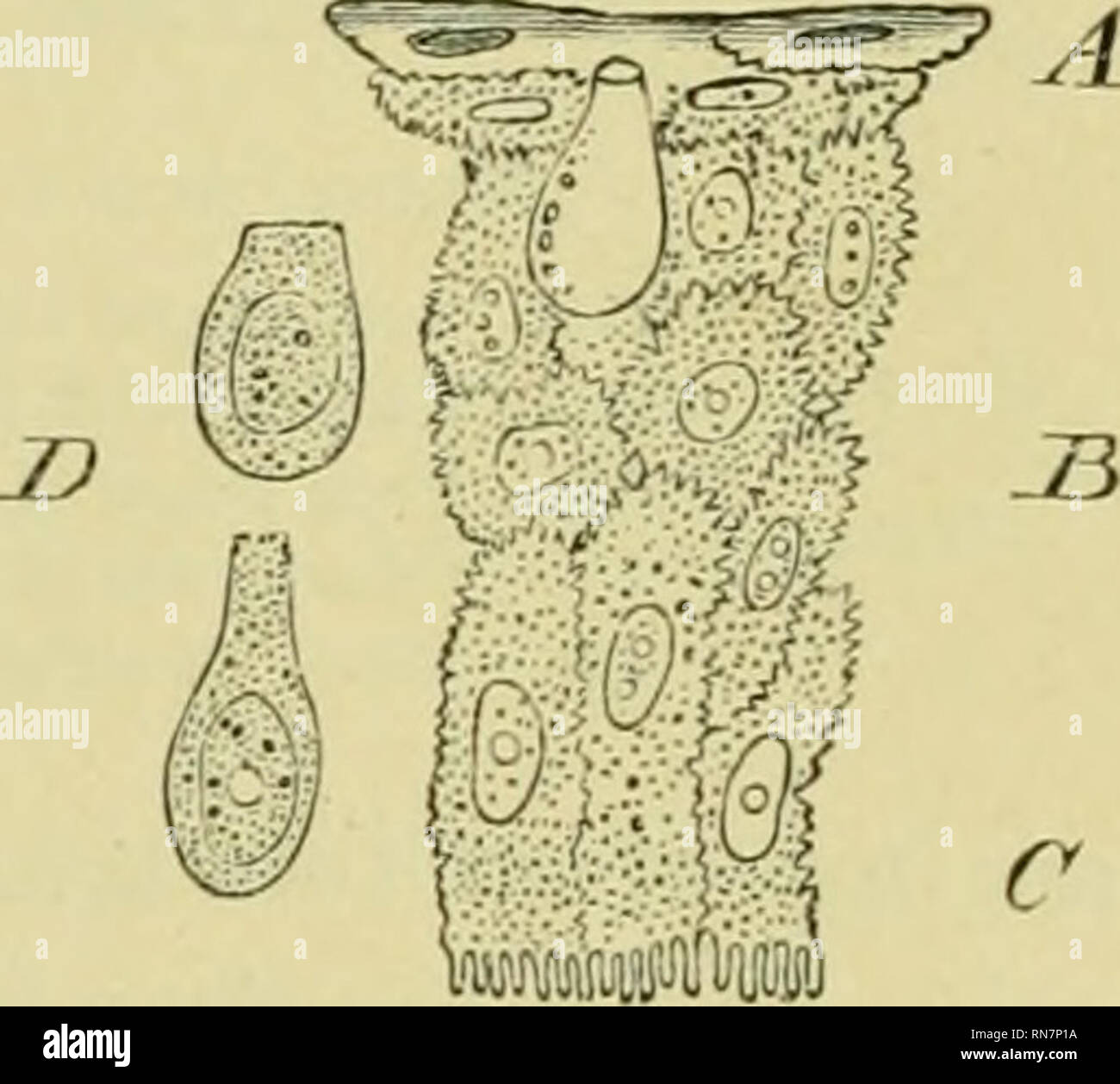 . The anatomy of the frog. Frogs -- Anatomy; Amphibians -- Anatomy. THE ...