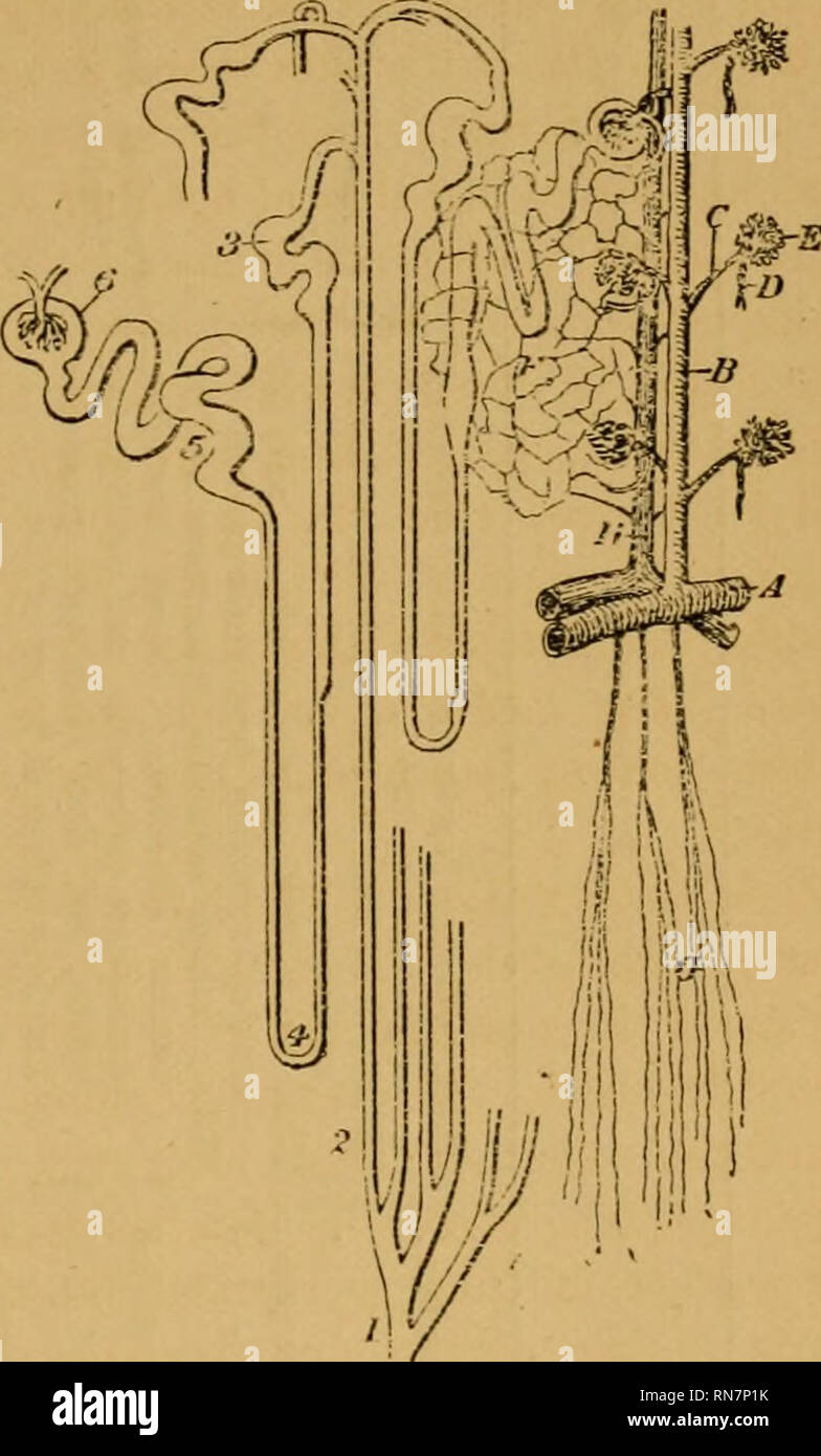 . The anatomy of the horse; a dissection guide. Horses. DISSECTION OP ...