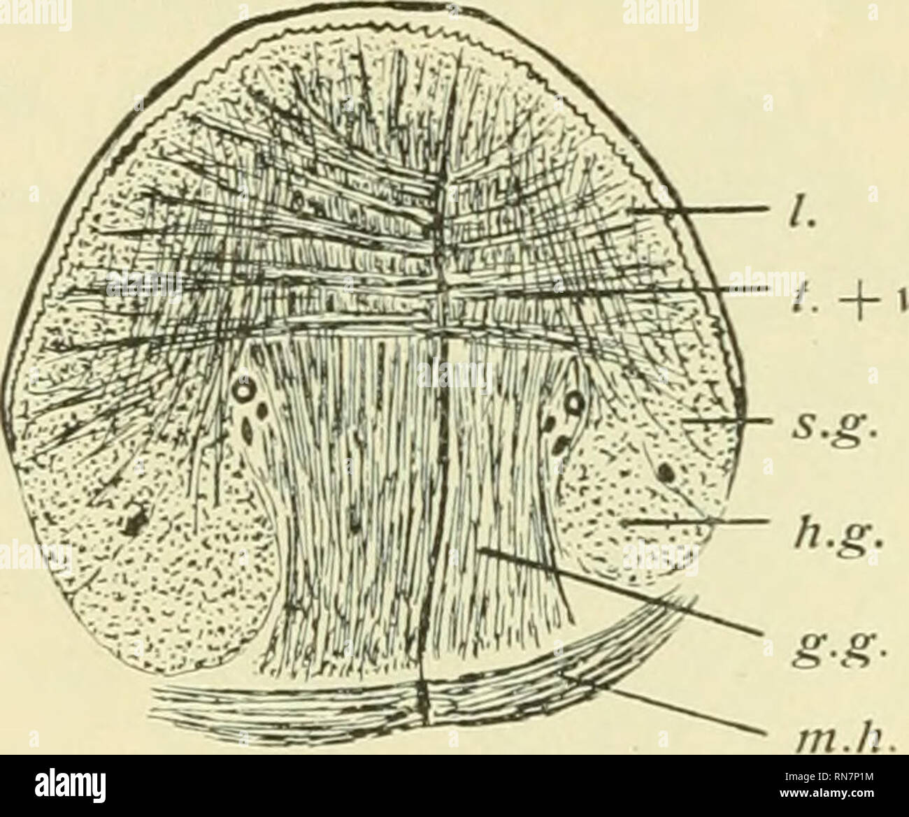 . Anatomischer Anzeiger. Anatomy, Comparative; Anatomy, Comparative ...