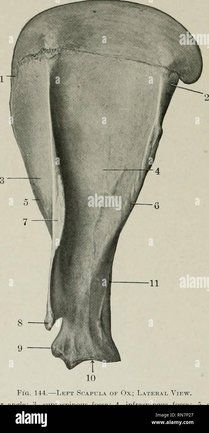. The anatomy of the domestic animals. Veterinary anatomy. 146 SKELETON ...