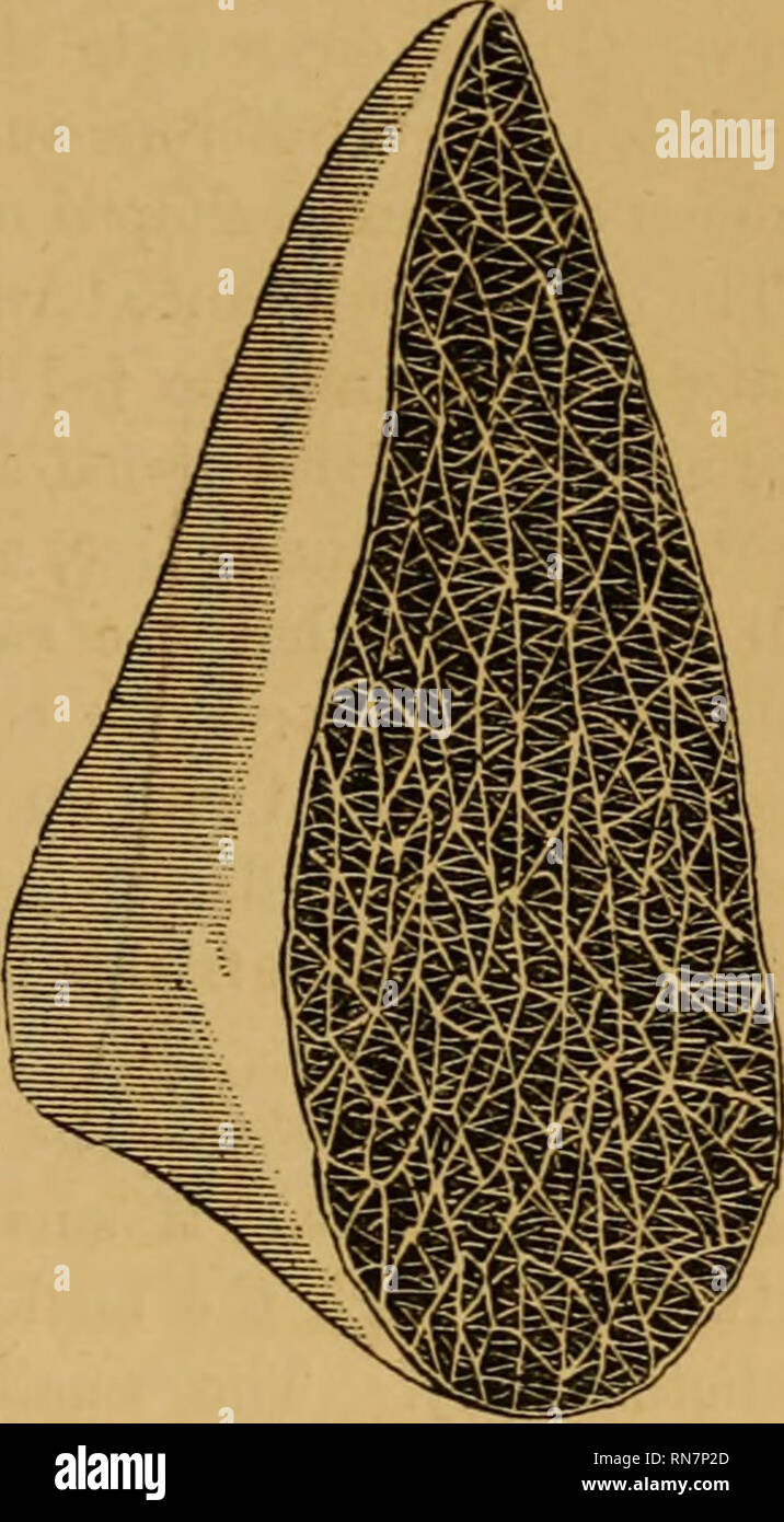 . The anatomy of the horse; a dissection guide. Horses. DISSECTION OF ...