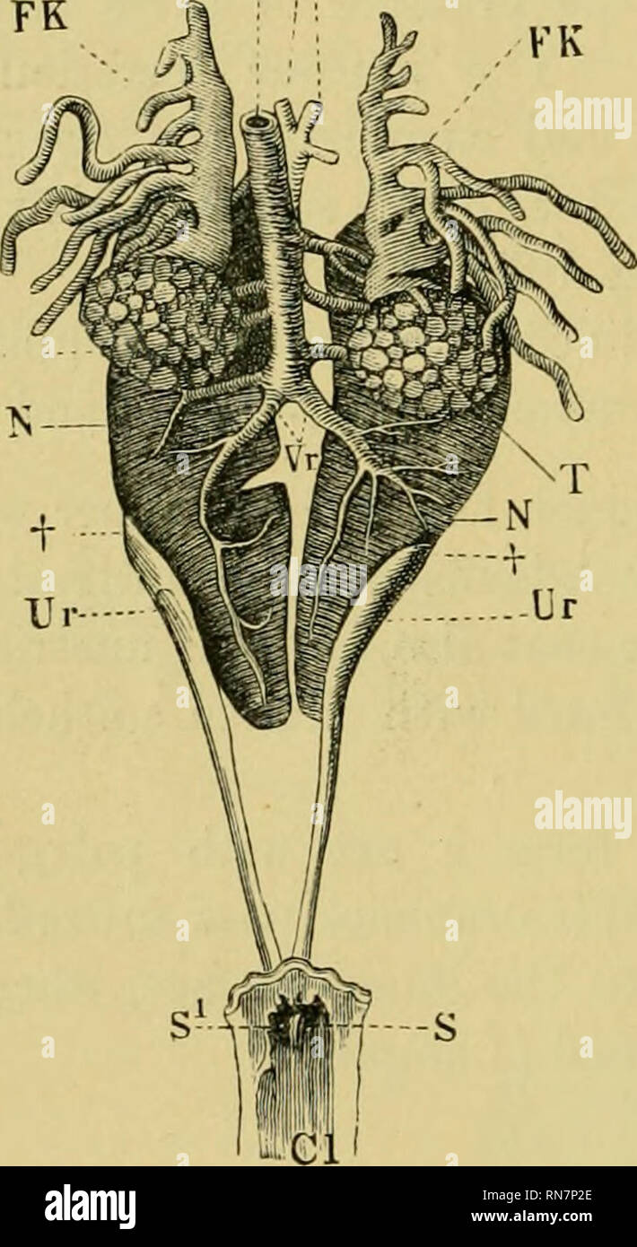 . The anatomy of the frog. Frogs -- Anatomy; Amphibians -- Anatomy. 348 ...