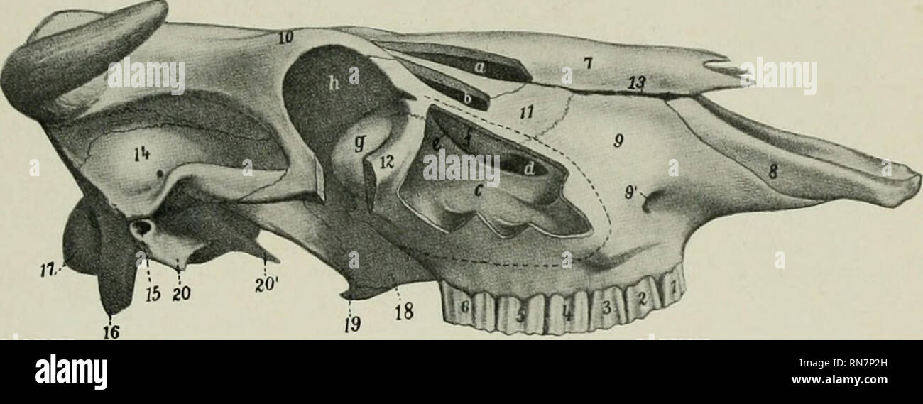 . The anatomy of the domestic animals. Veterinary anatomy. BONES OF THE ...