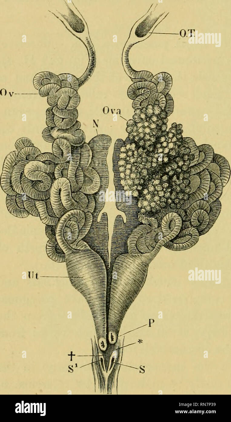 Reproductive System Of A Frog