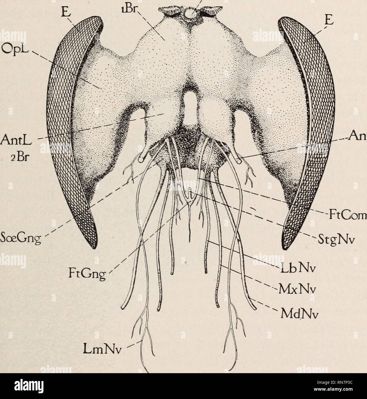 . The anatomy of the honey bee. Insects; Bees; Bees Anatomy; Honeybee ...