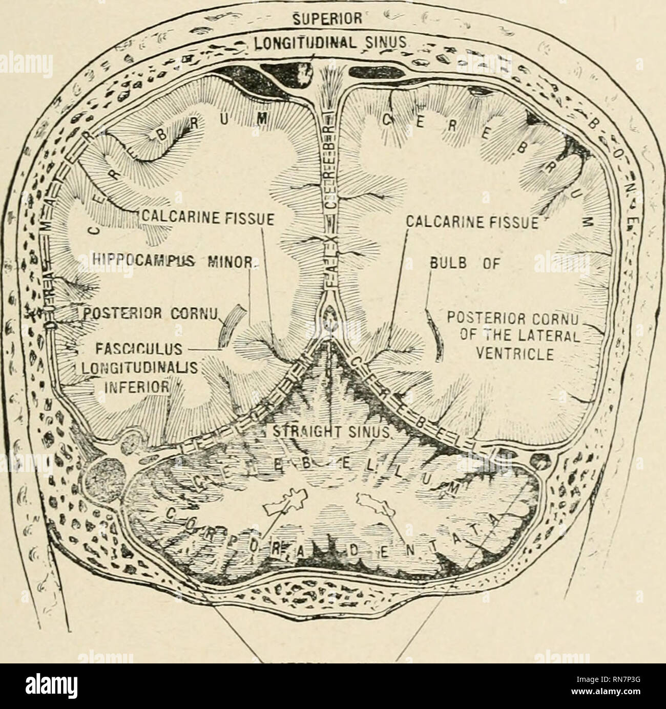 . Anatomy in a nutshell : a treatise on human anatomy in its relation ...