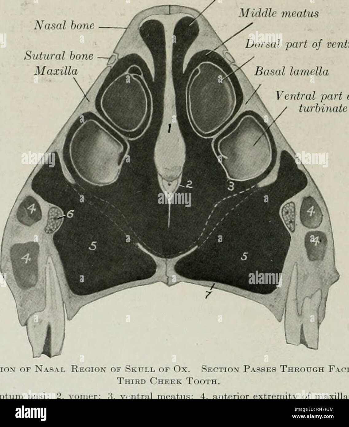 . The anatomy of the domestic animals. Veterinary anatomy. ^^- Fig. 138 ...