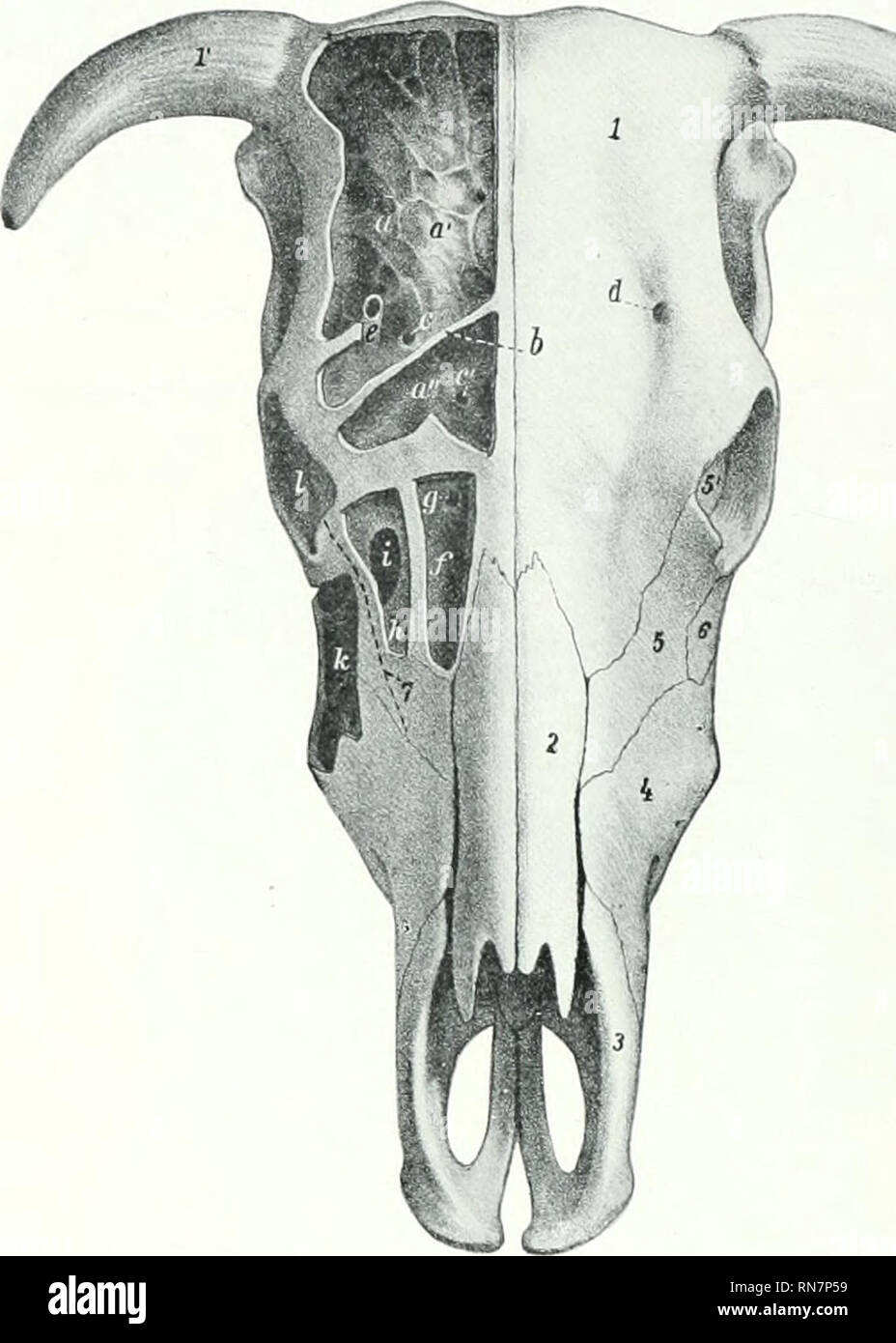 . The anatomy of the domestic animals. Veterinary anatomy. 144 SKELETON ...