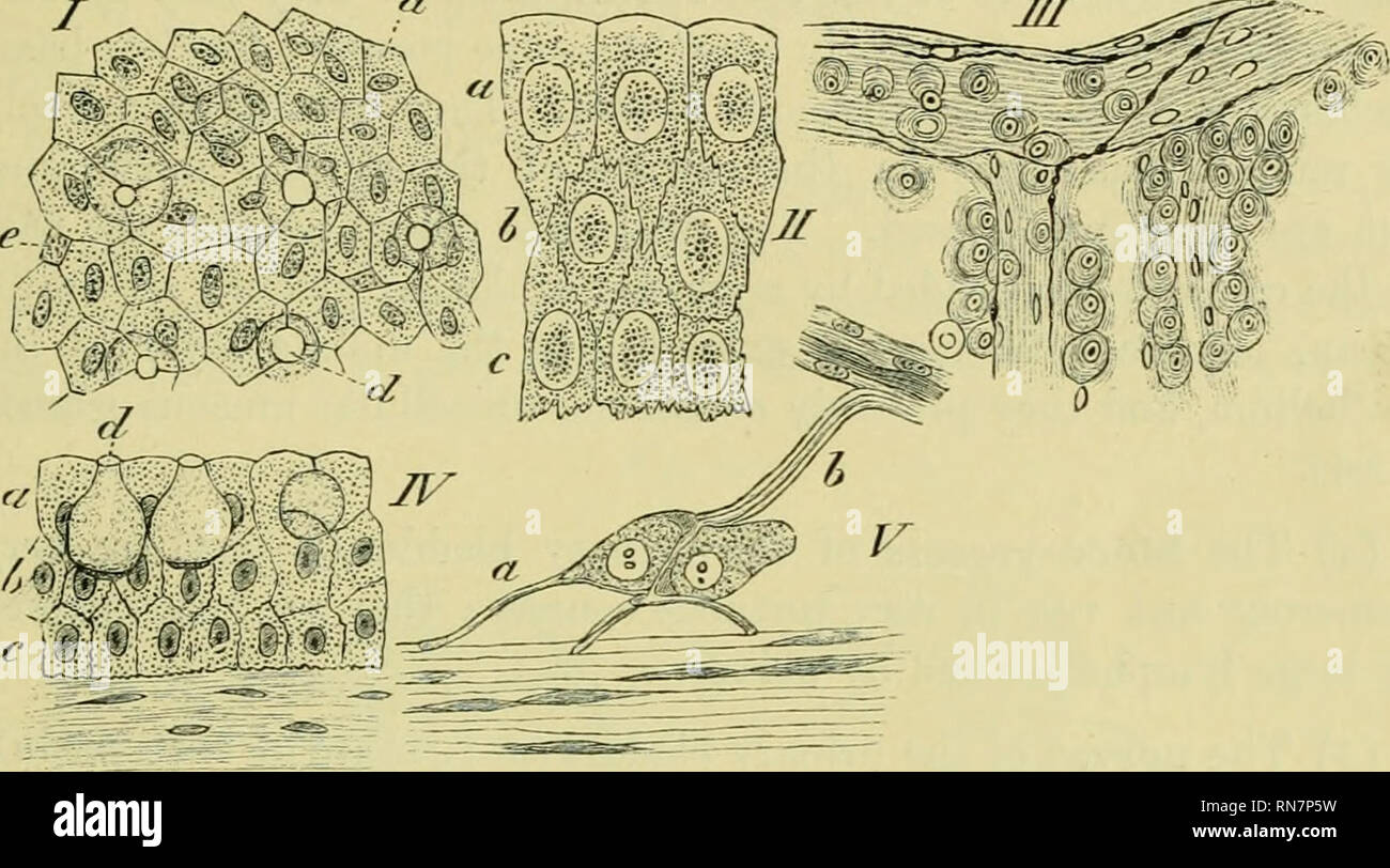 . The anatomy of the frog. Frogs -- Anatomy; Amphibians -- Anatomy. THE ...