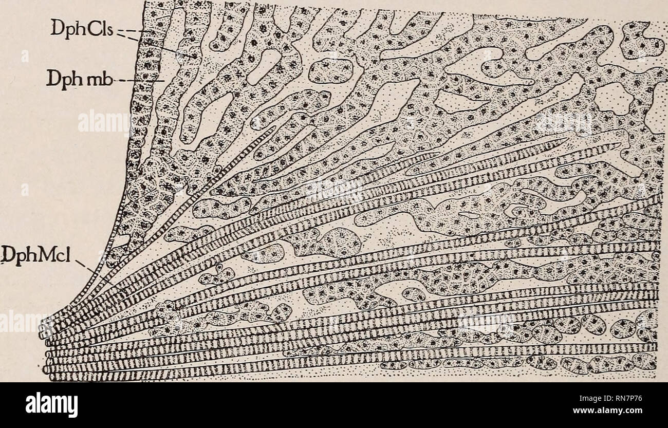 . The anatomy of the honey bee. Insects; Bees; Bees Anatomy; Honeybee ...