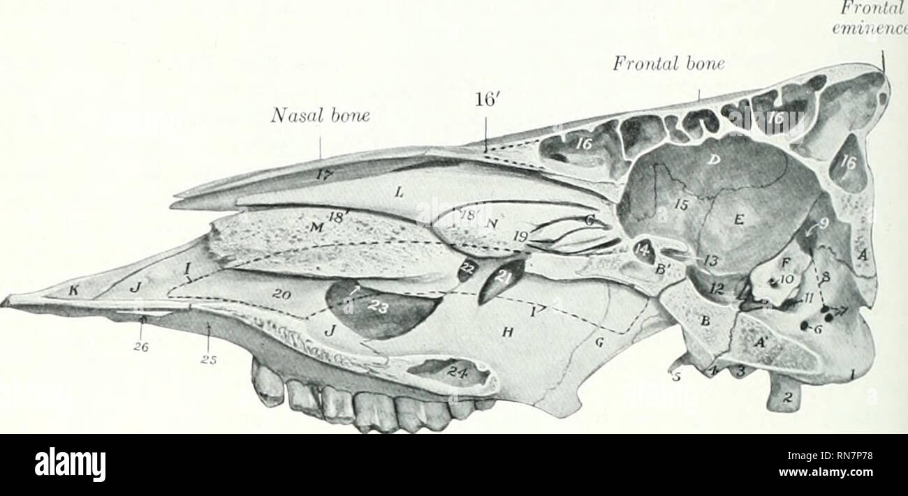 Animal Anatomy Of Maxillary Sinuses