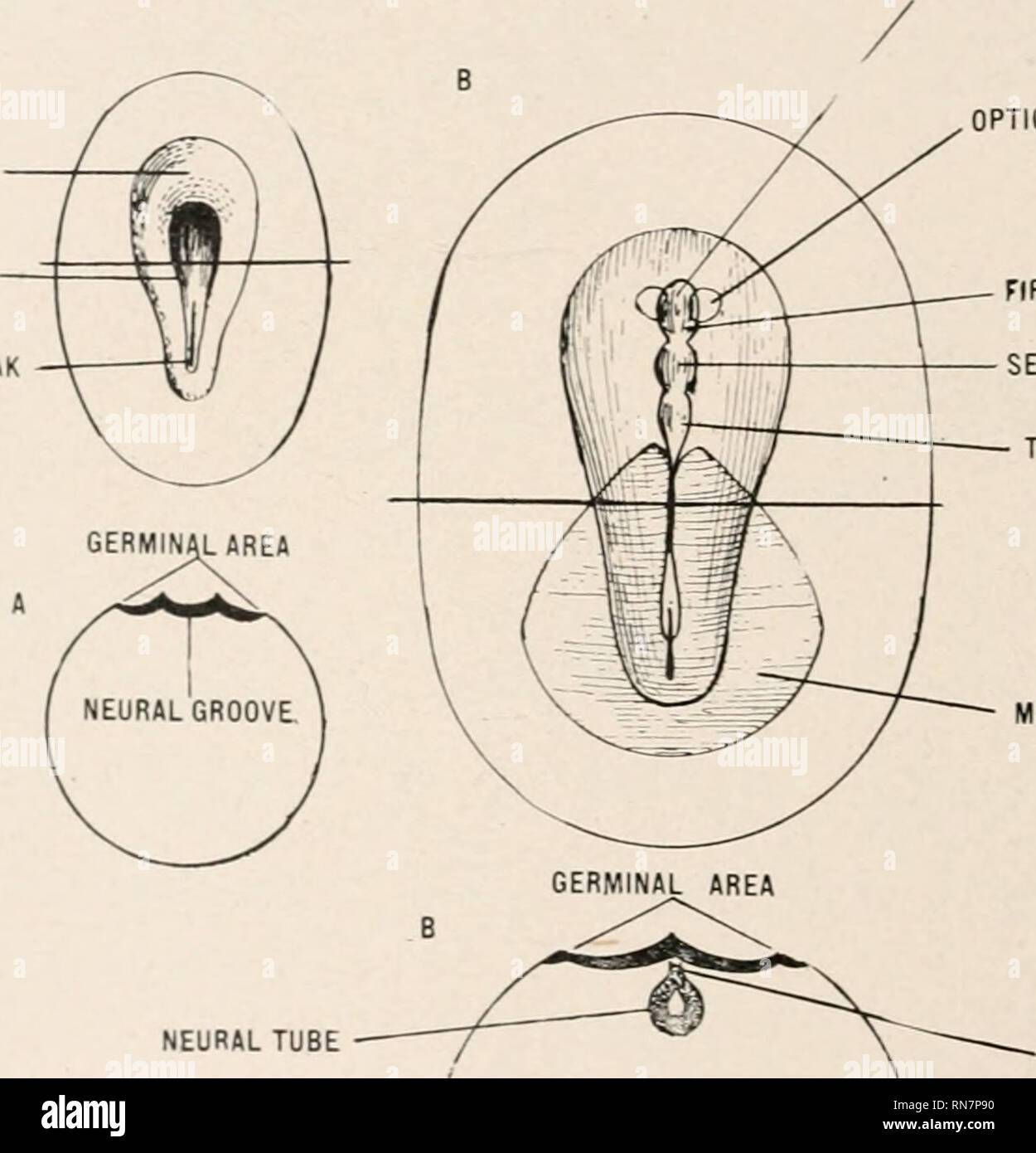 . Anatomy in a nutshell : a treatise on human anatomy in its relation ...