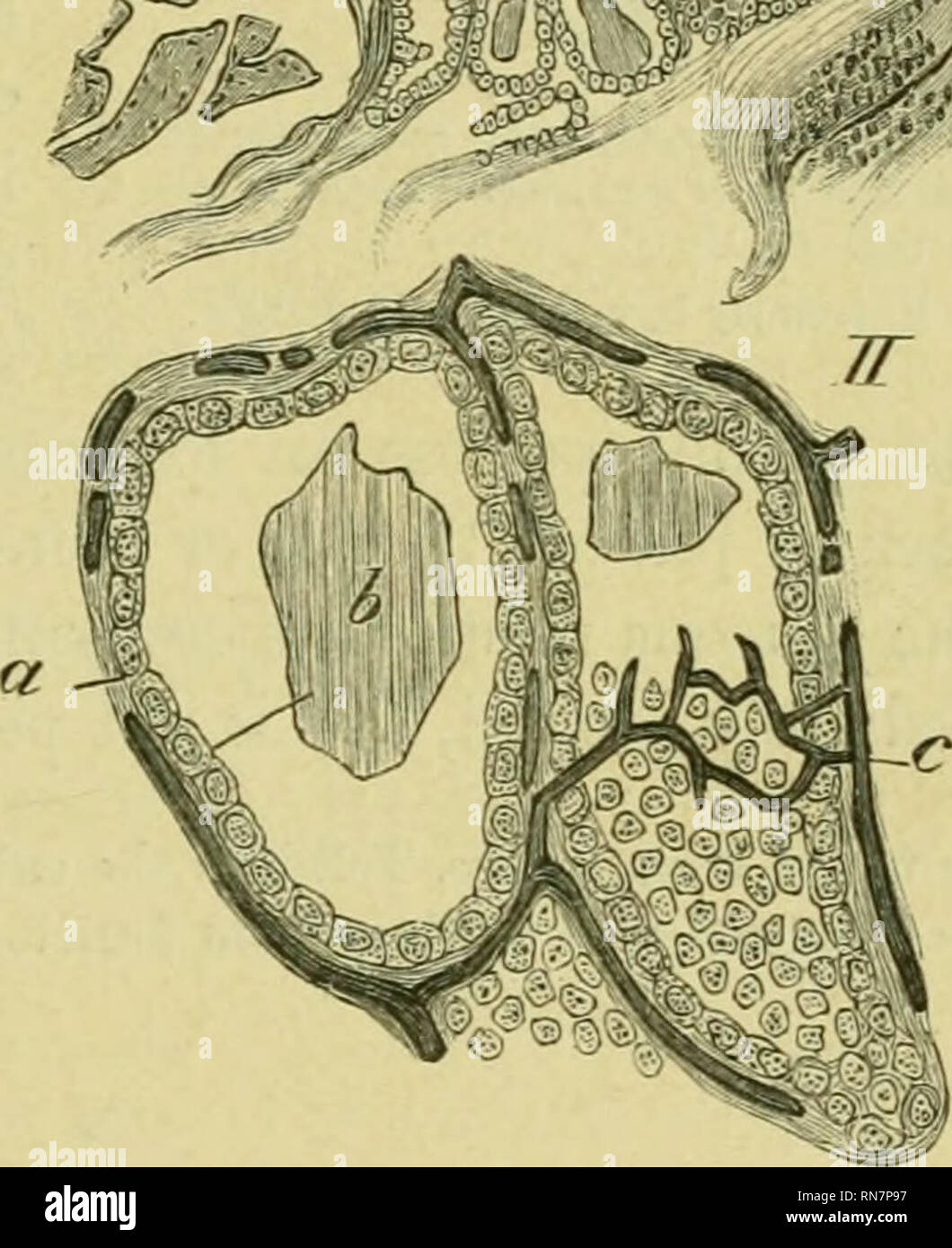 . The anatomy of the frog. Frogs -- Anatomy; Amphibians -- Anatomy. THE ...