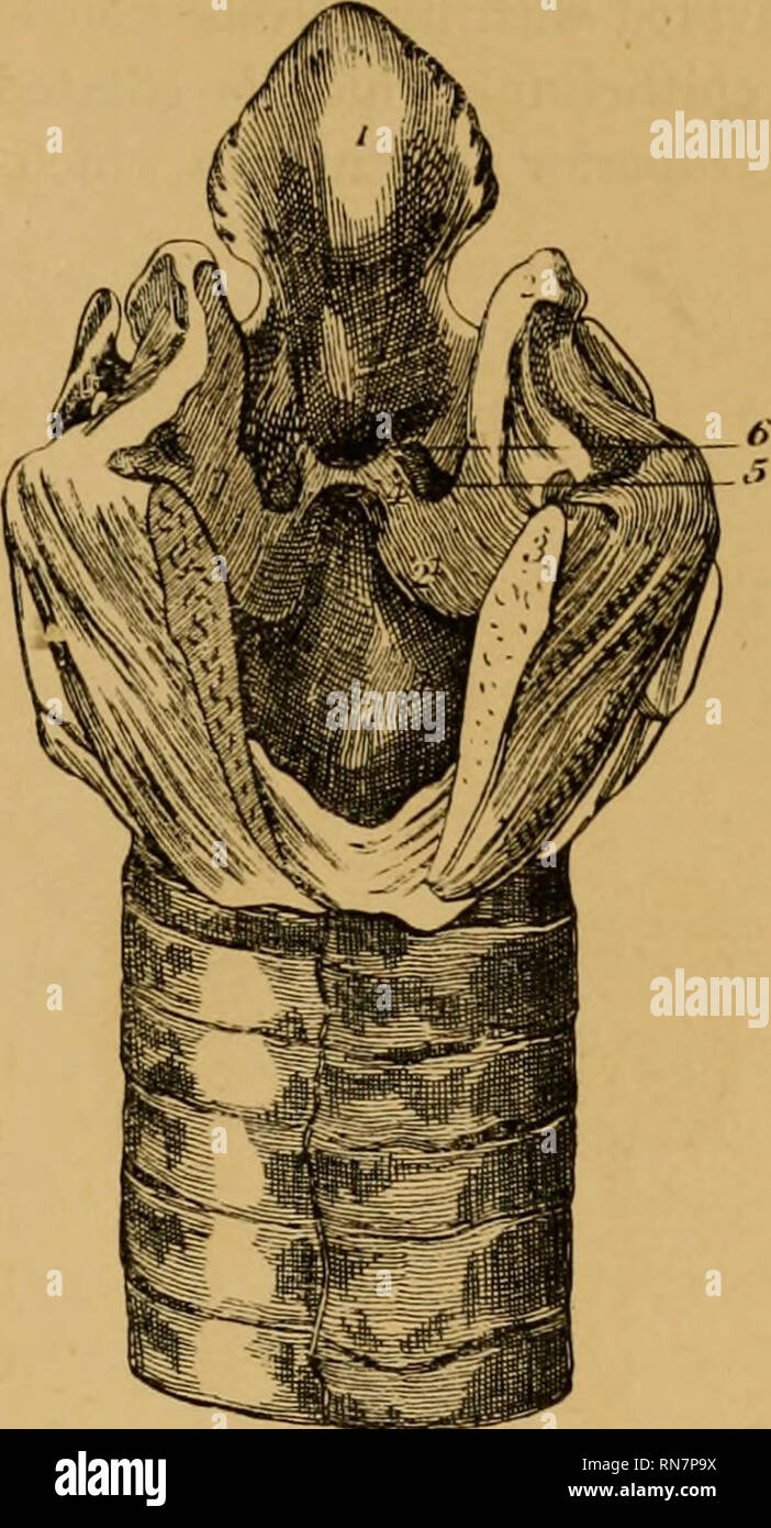. The anatomy of the horse; a dissection guide. Horses. DISSECTION OF ...