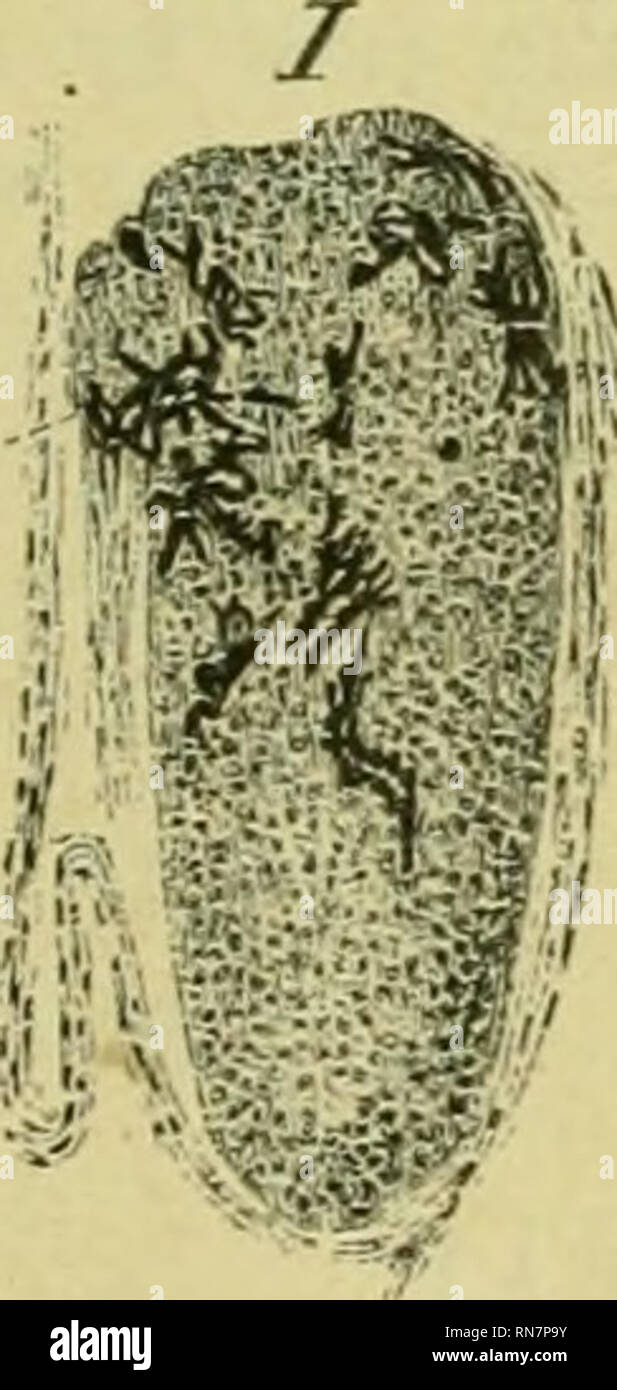 . The anatomy of the frog. Frogs -- Anatomy; Amphibians -- Anatomy. b ...