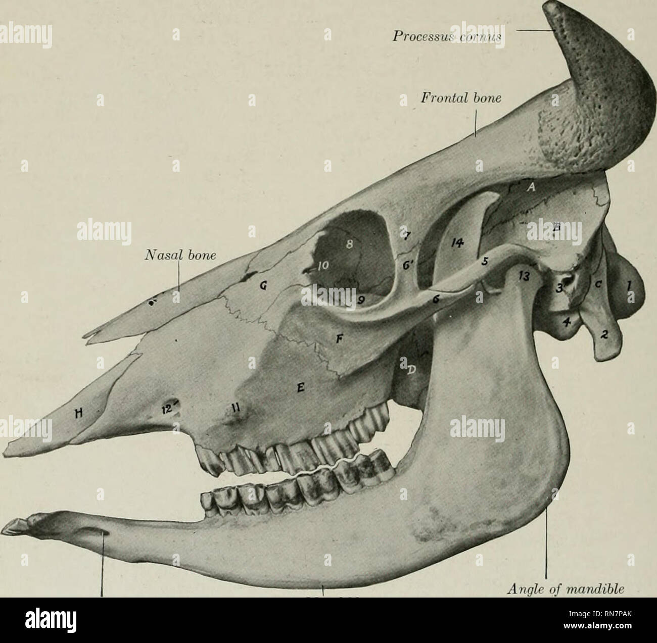 . The anatomy of the domestic animals. Veterinary anatomy. 132 SKELETON ...