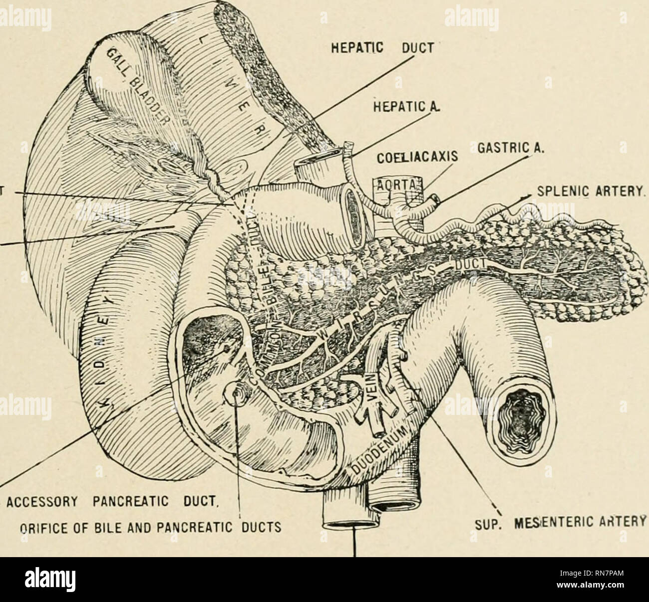 . Anatomy in a nutshell : a treatise on human anatomy in its relation ...