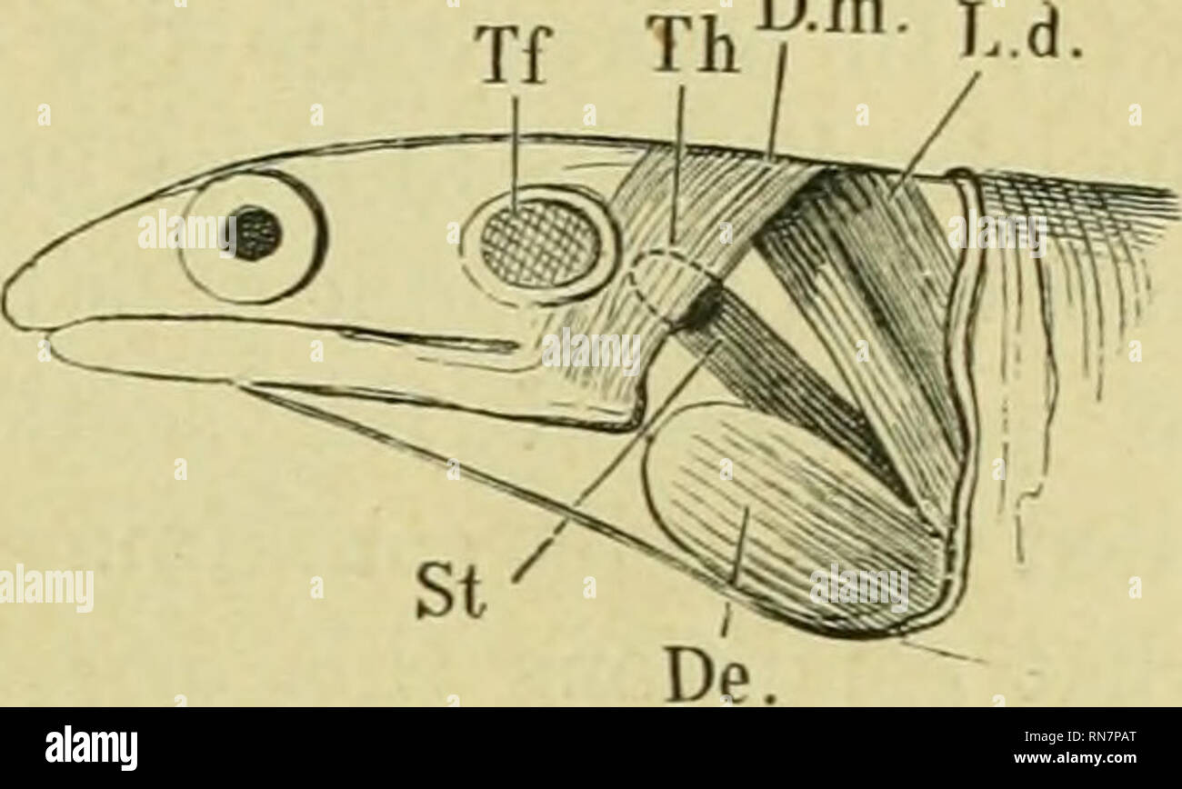 Blood corpuscles frog hi-res stock photography and images - Alamy