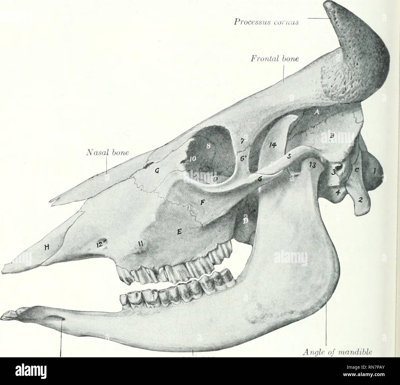 . The anatomy of the domestic animals. Veterinary anatomy. 132 SKELETON ...