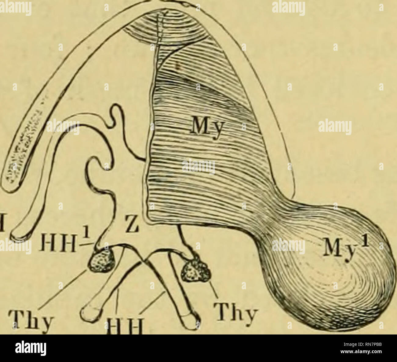 . The anatomy of the frog. Frogs -- Anatomy; Amphibians -- Anatomy. 320 ...