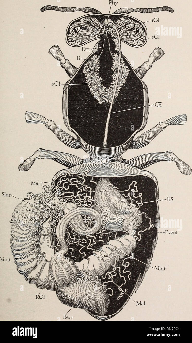 . The anatomy of the honey bee. Insects; Bees; Bees Anatomy; Honeybee ...