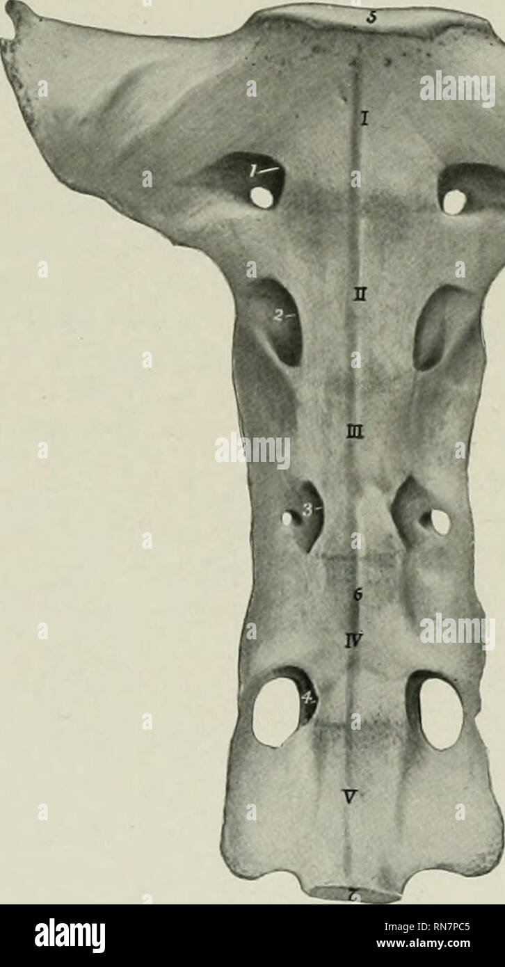Sacral vertebral segments hi-res stock photography and images - Alamy