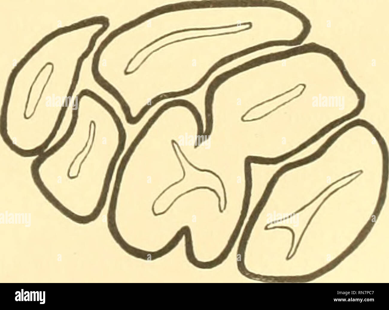 . The anatomy of Nautilus pompilius. Nautilus. Text-fig. 6.—Slightly ...