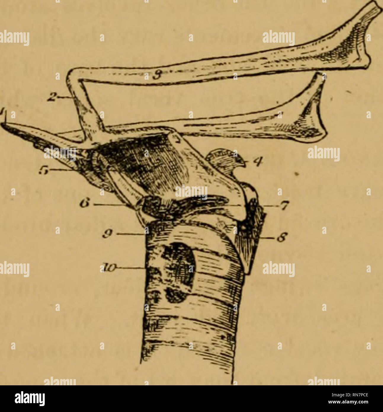 . The anatomy of the horse; a dissection guide. Horses. 228 THE ANATOMY ...