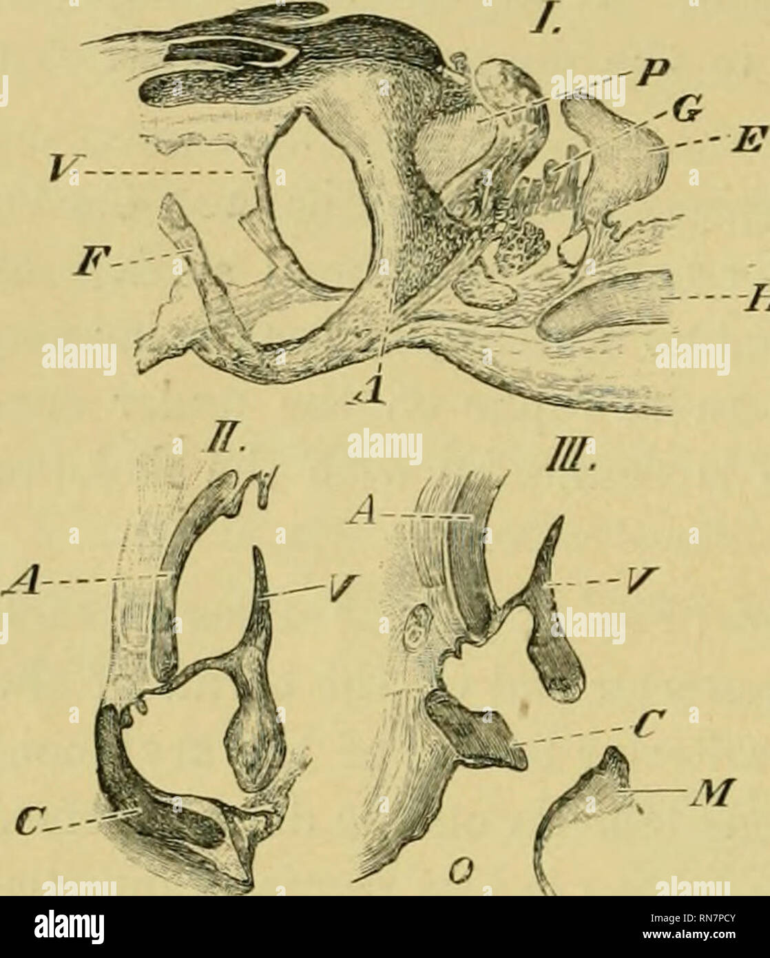 . The anatomy of the frog. Frogs -- Anatomy; Amphibians -- Anatomy. 316 ...