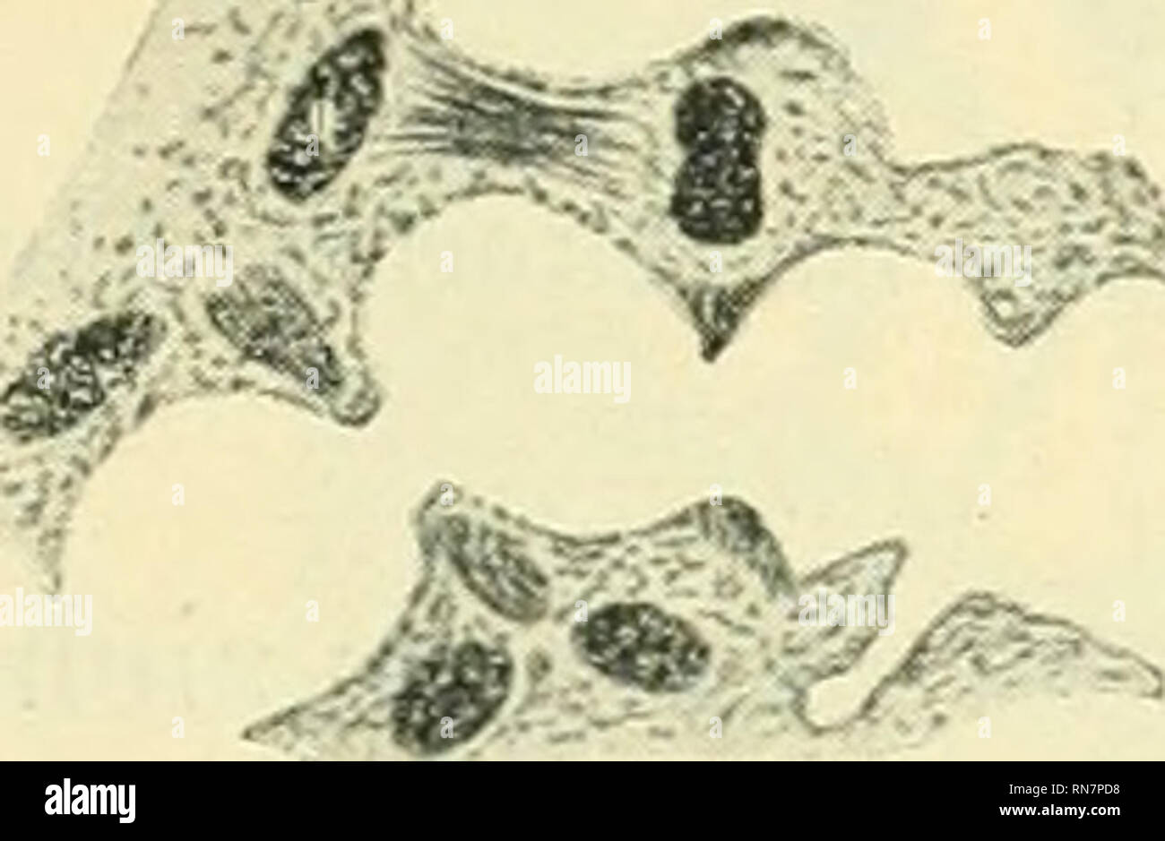 Dugong anatomy hi-res stock photography and images - Alamy