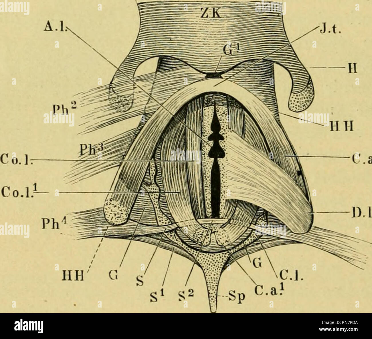 . The anatomy of the frog. Frogs -- Anatomy; Amphibians -- Anatomy. 314 ...
