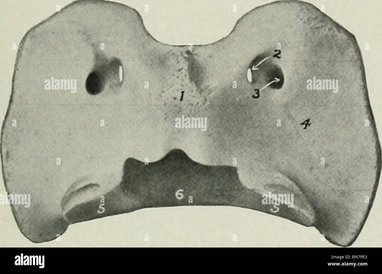 . The anatomy of the domestic animals. Veterinary anatomy. Fig. 120 ...