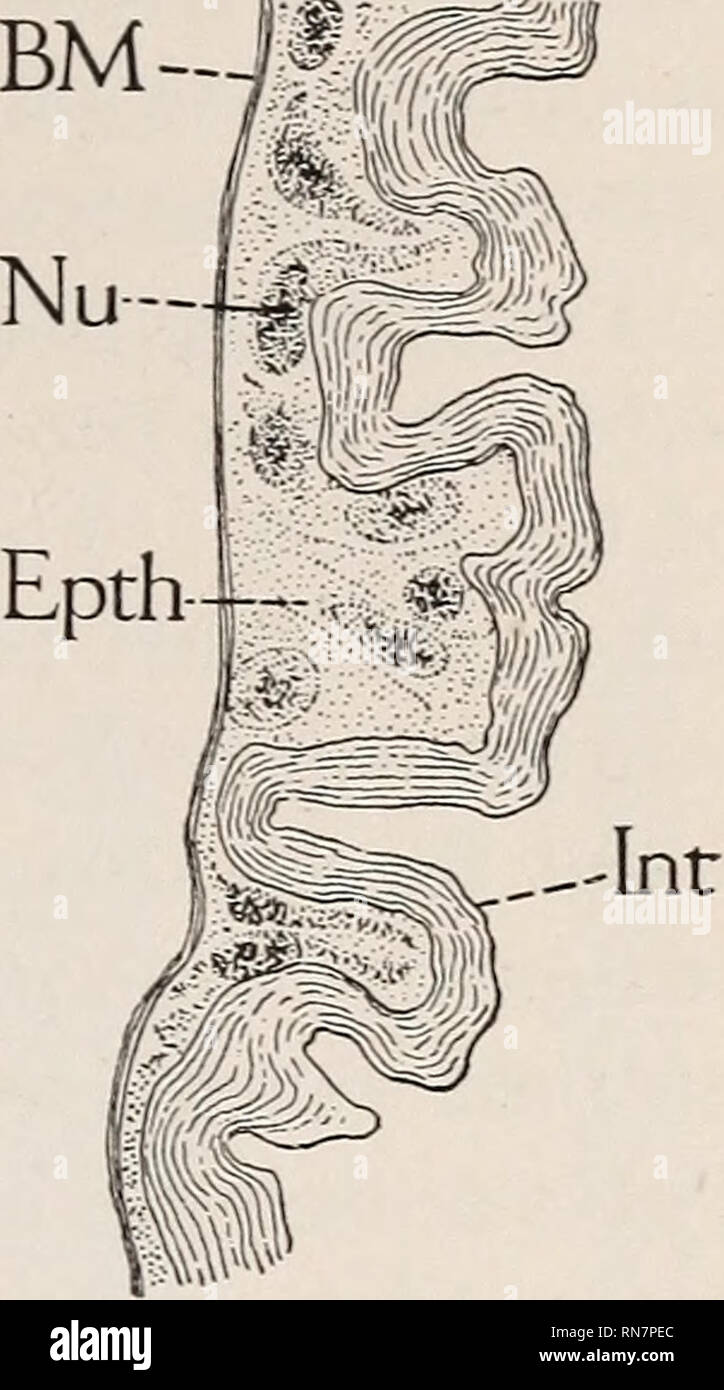 . The anatomy of the honey bee. Insects; Bees; Bees Anatomy; Honeybee ...