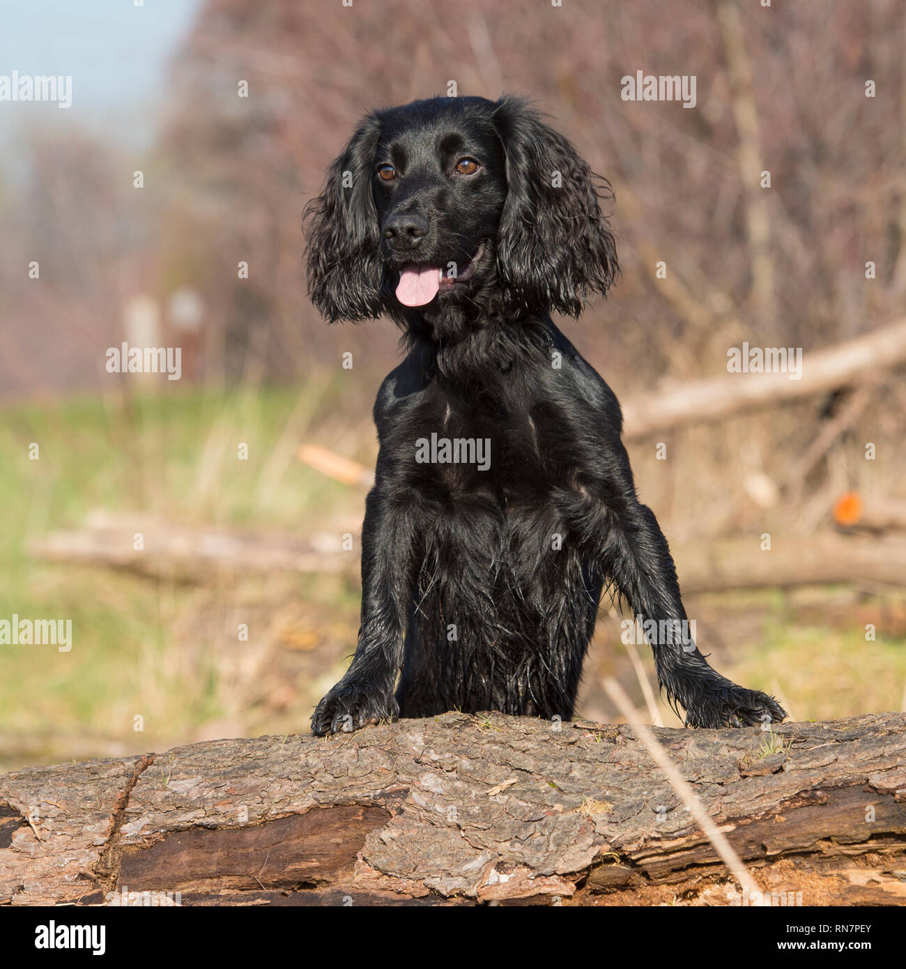 Working Cocker Black High Resolution Stock Photography and Images - Alamy