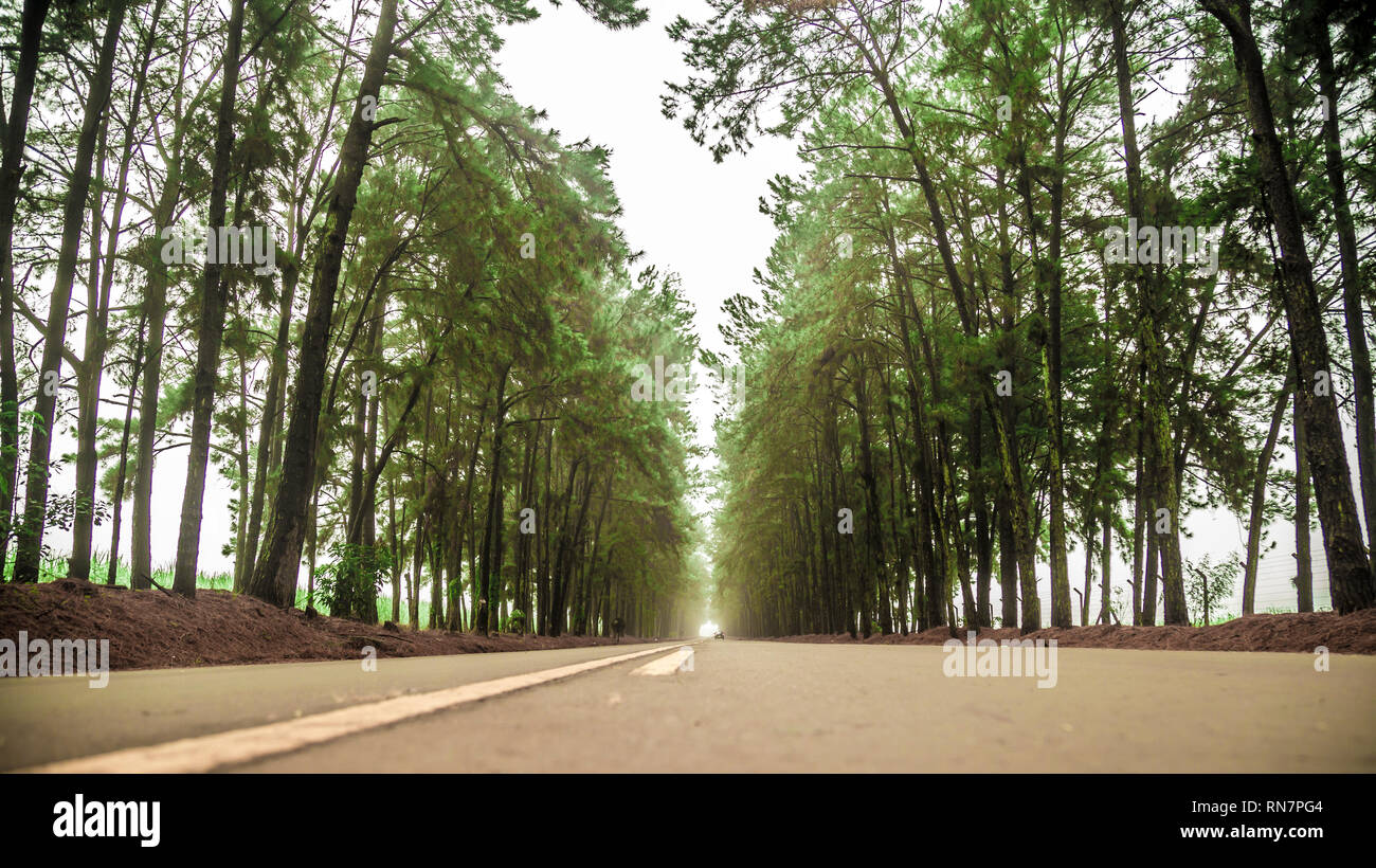 pine tree mist road beautiful scene Stock Photo - Alamy