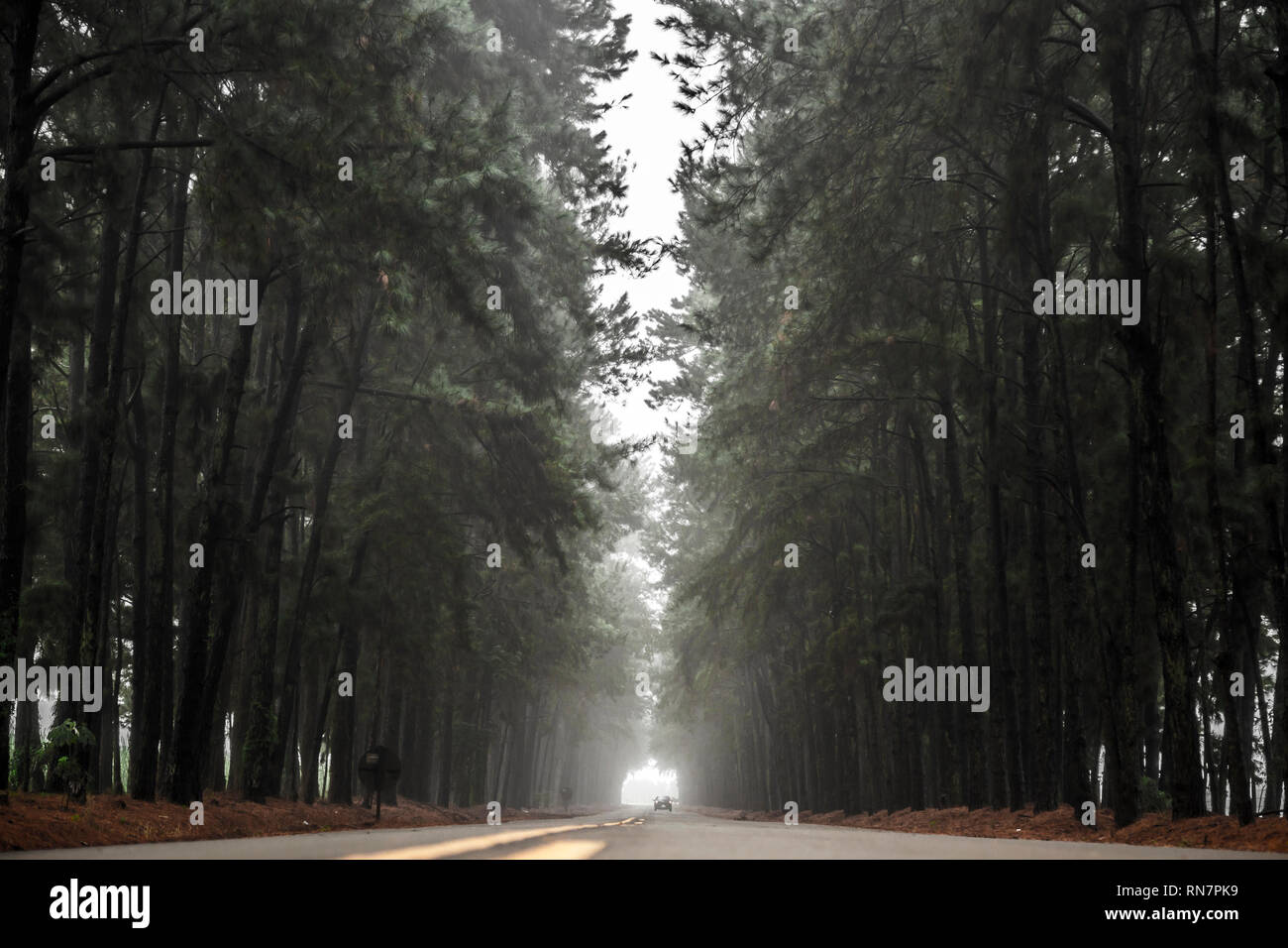 pine tree mist road beautiful scene Stock Photo - Alamy