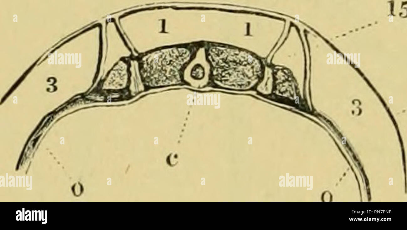 . The anatomy of the frog. Frogs -- Anatomy; Amphibians -- Anatomy. 258 ...