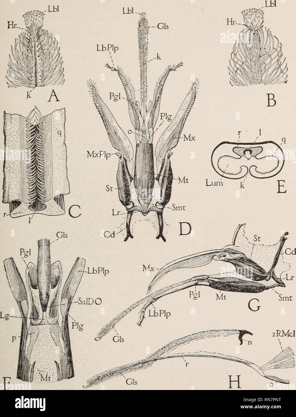 . The anatomy of the honey bee. Insects; Bees; Bees Anatomy; Honeybee ...