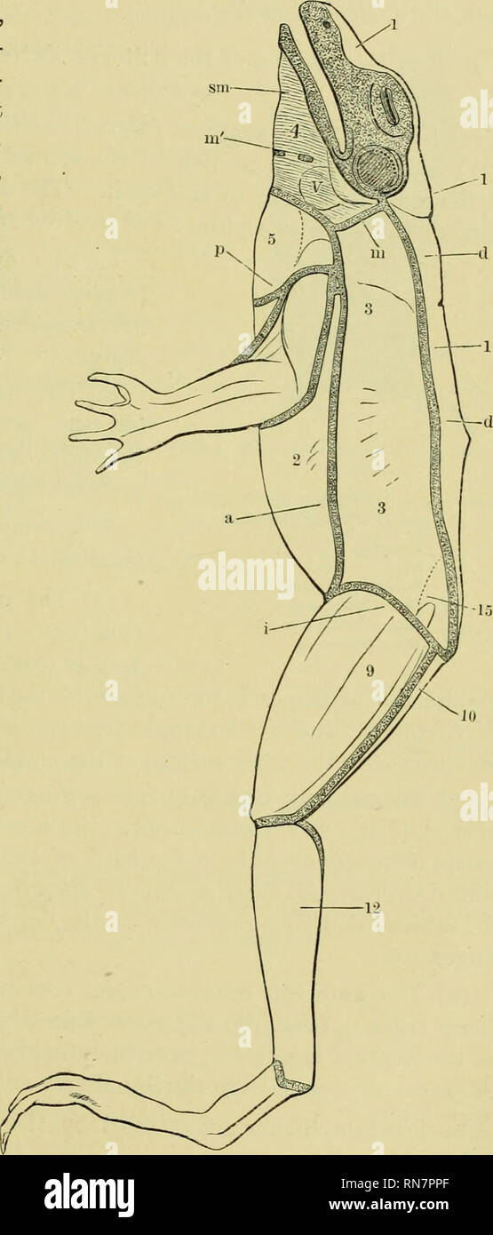 . The anatomy of the frog. Frogs -- Anatomy; Amphibians -- Anatomy. THE ...