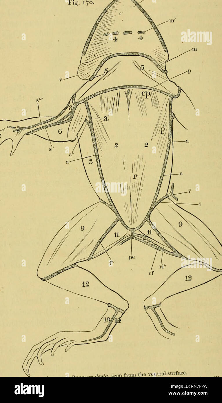 . The anatomy of the frog. Frogs -- Anatomy; Amphibians -- Anatomy. 256 ...