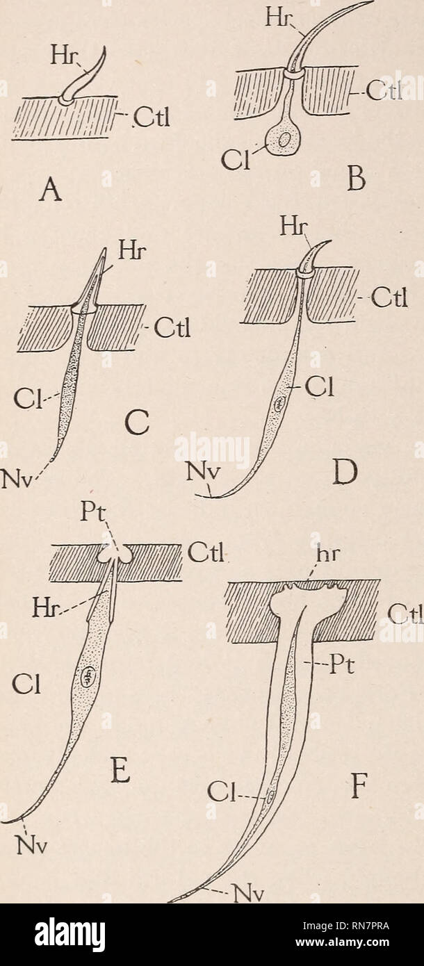 . The anatomy of the honey bee. Insects; Bees; Bees Anatomy; Honeybee ...