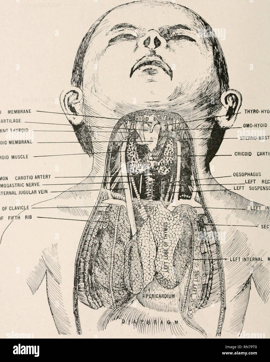 . Anatomy in a nutshell : a treatise on human anatomy in its relation ...