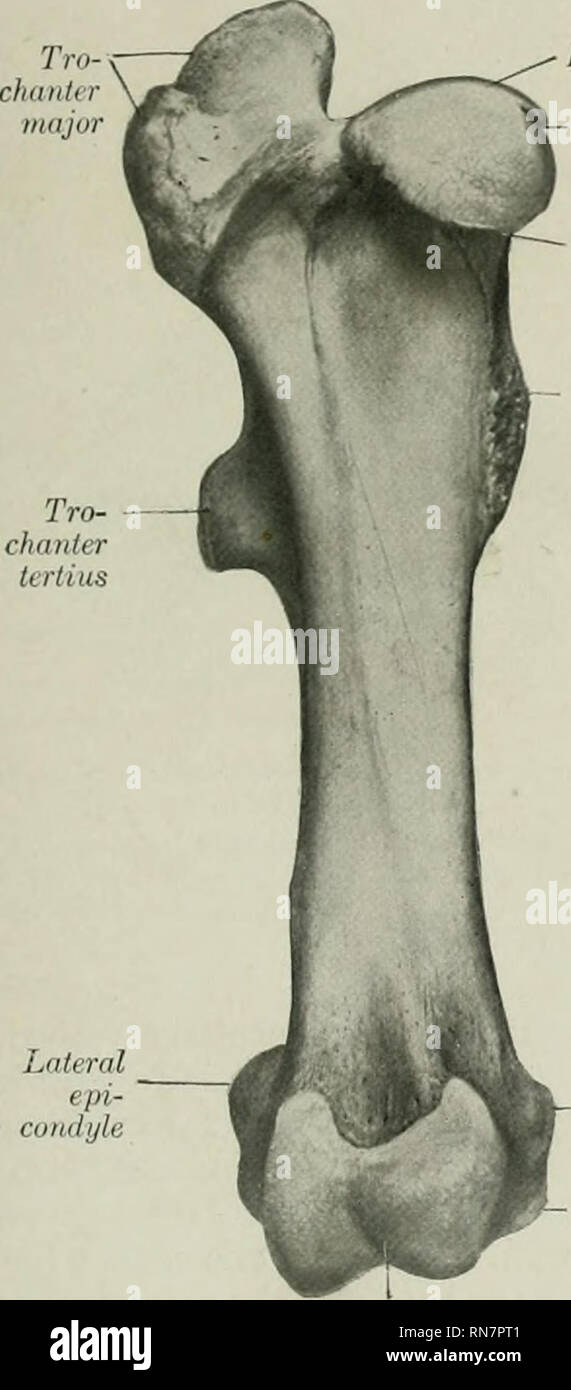 . The anatomy of the domestic animals. Veterinary anatomy. THE FKMUR ...