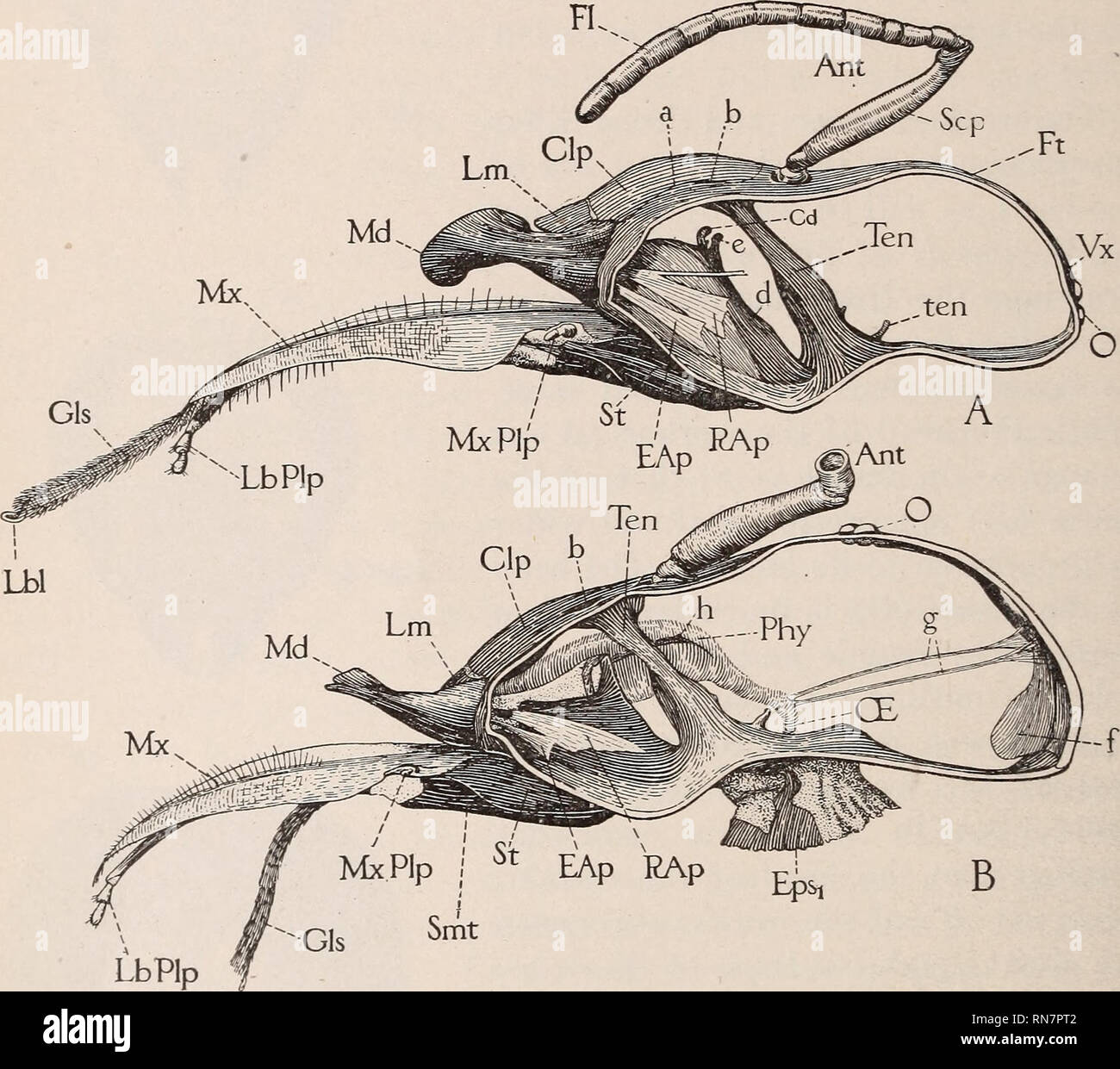 . The anatomy of the honey bee. Insects; Bees; Bees Anatomy; Honeybee ...
